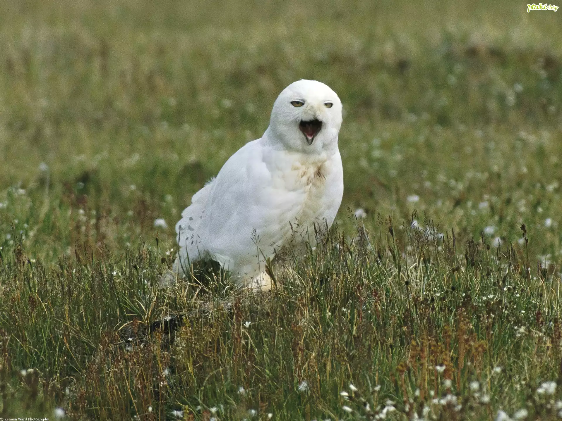 Sowa Bia a ka